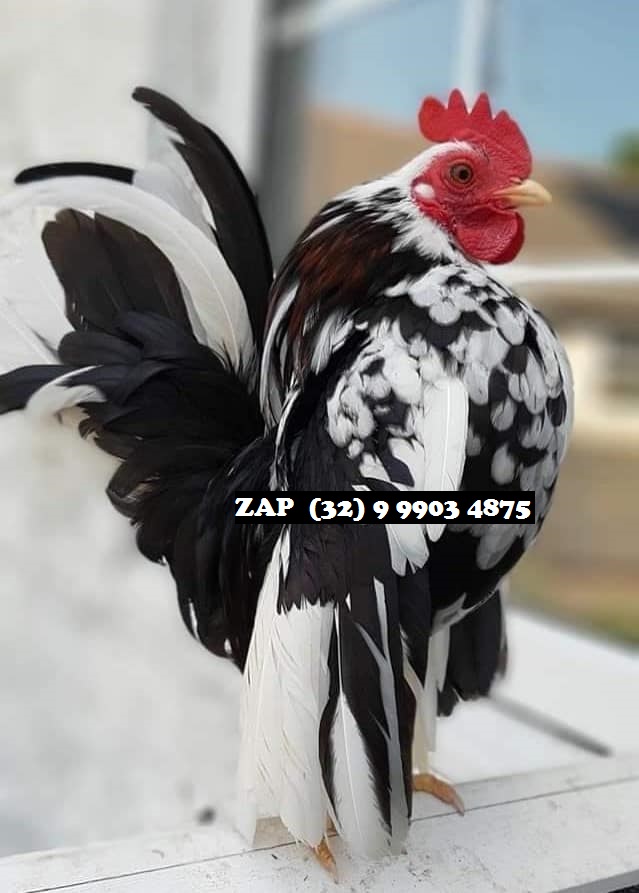 Galinhas Serama Frisadas Ovos Galados De Garnize Nagazaki Mottled (15